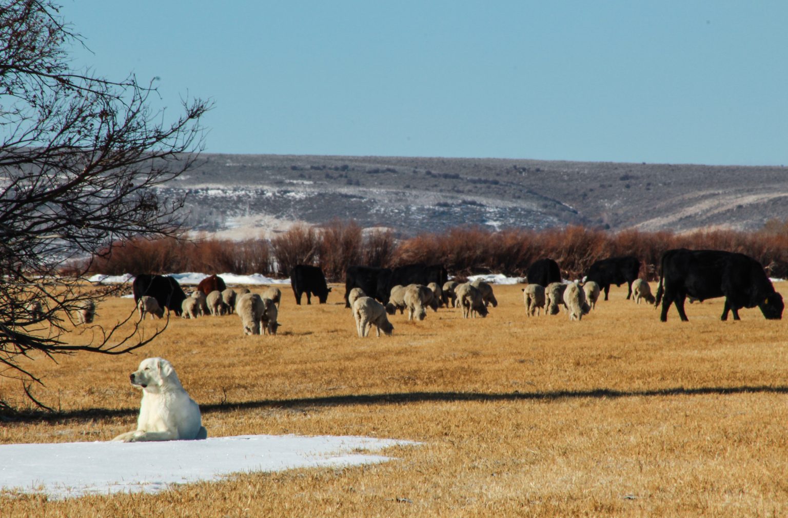 Ranching with wolves: Western Wyoming rancher shares experience raising ...
