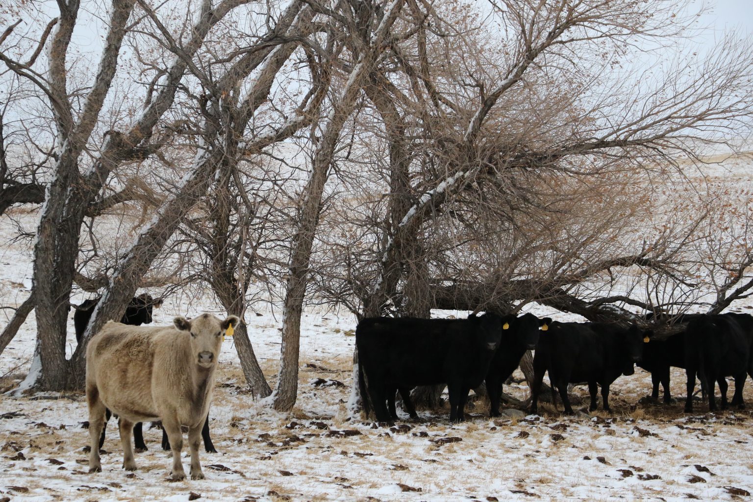 An optimistic outlook: Hog and cattle prices look optimistic moving ...