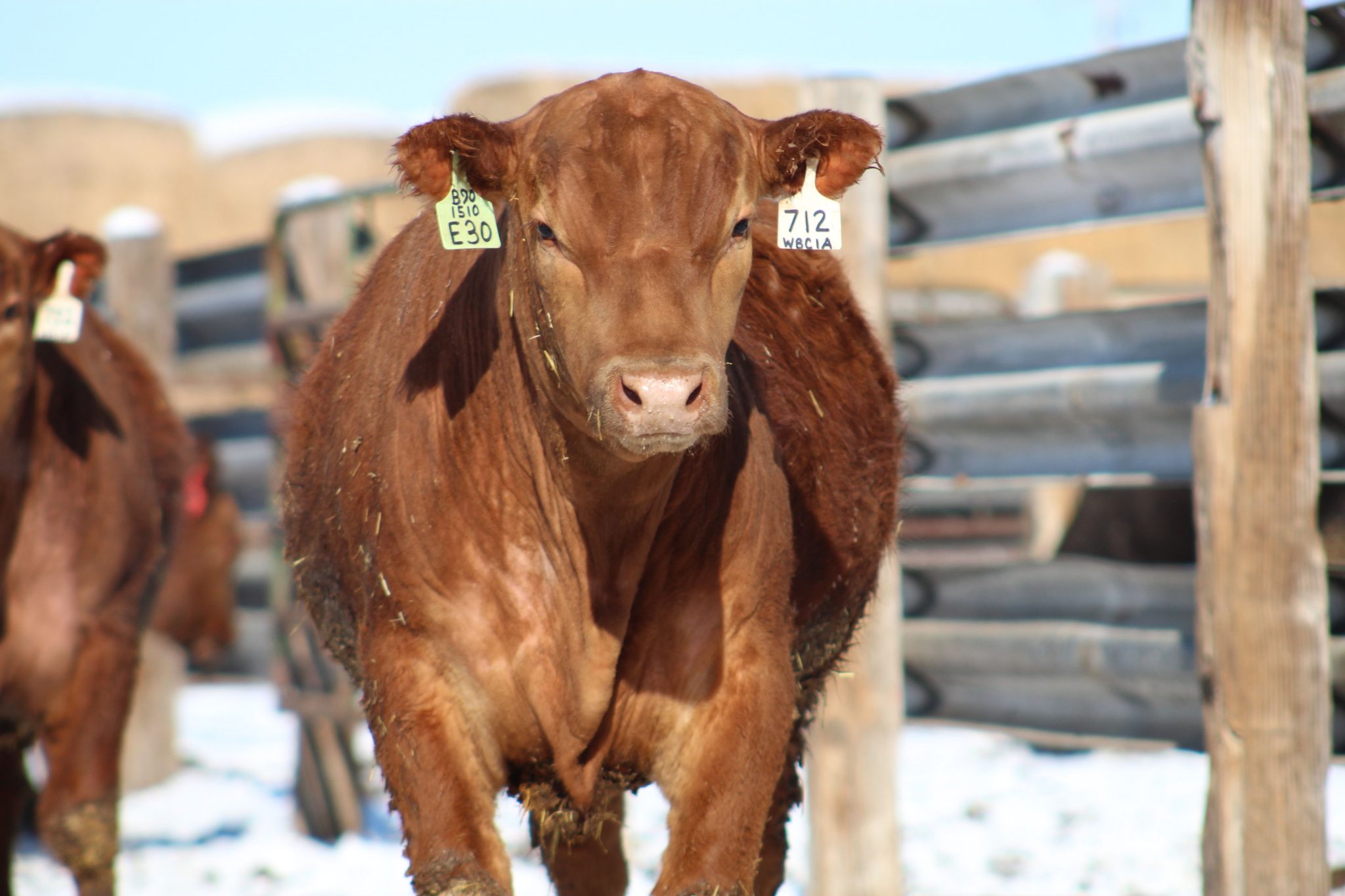 Wyomings Top Genetics Wyoming Beef Cattle Improvement Association