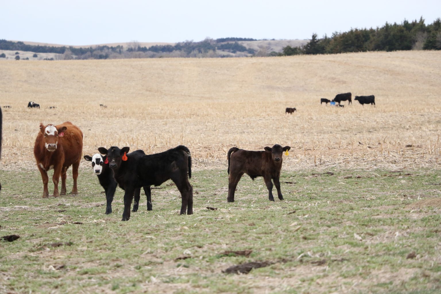 Complementary traits: Data shows coexistence of maternal traits and ...