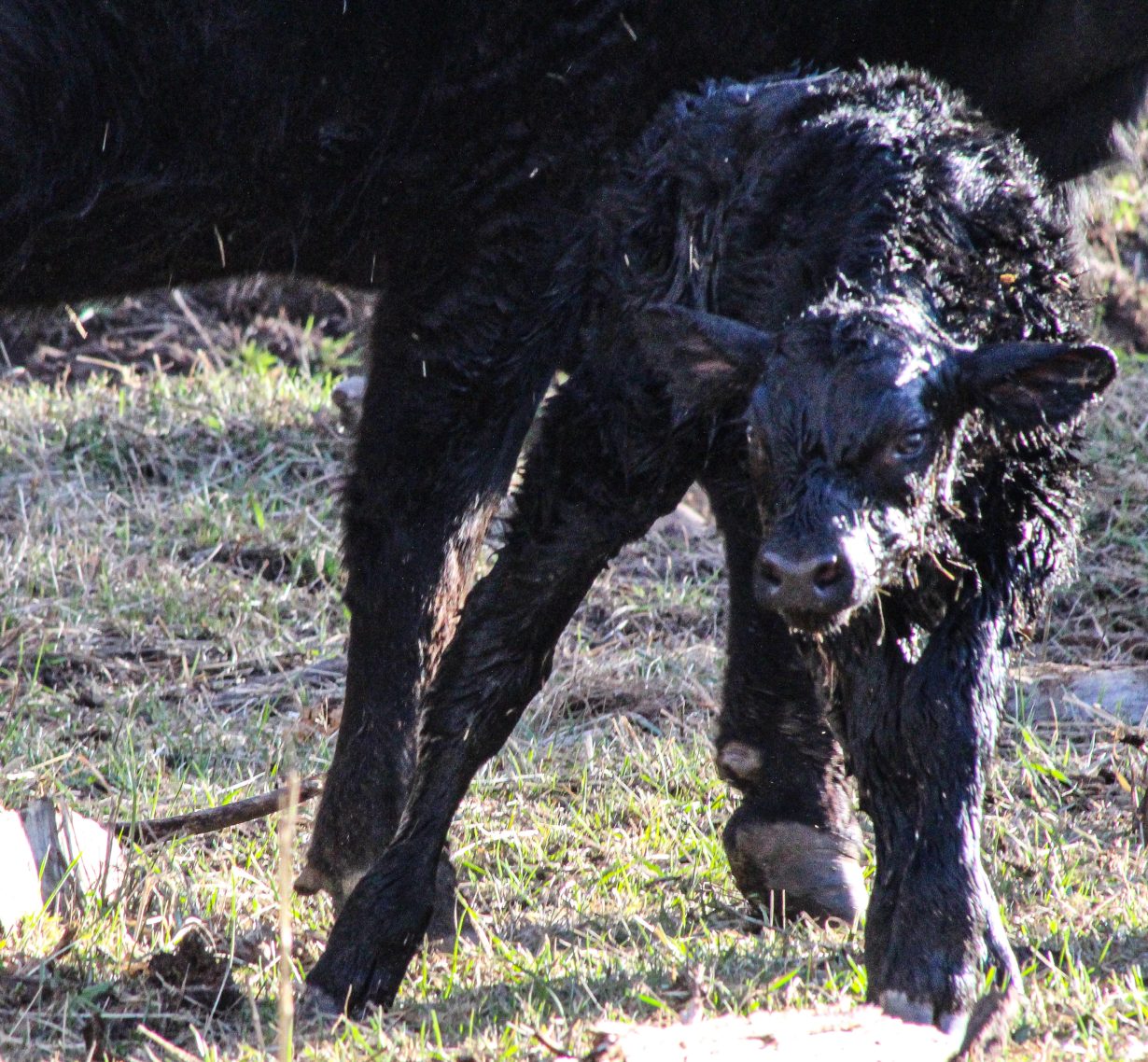Dealing with dystocia: Veterinarians remind producers how to properly ...