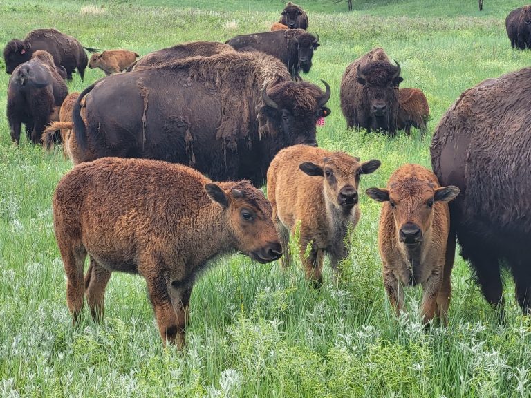 Bison Month: NBA celebrates America’s national mammal during month of ...