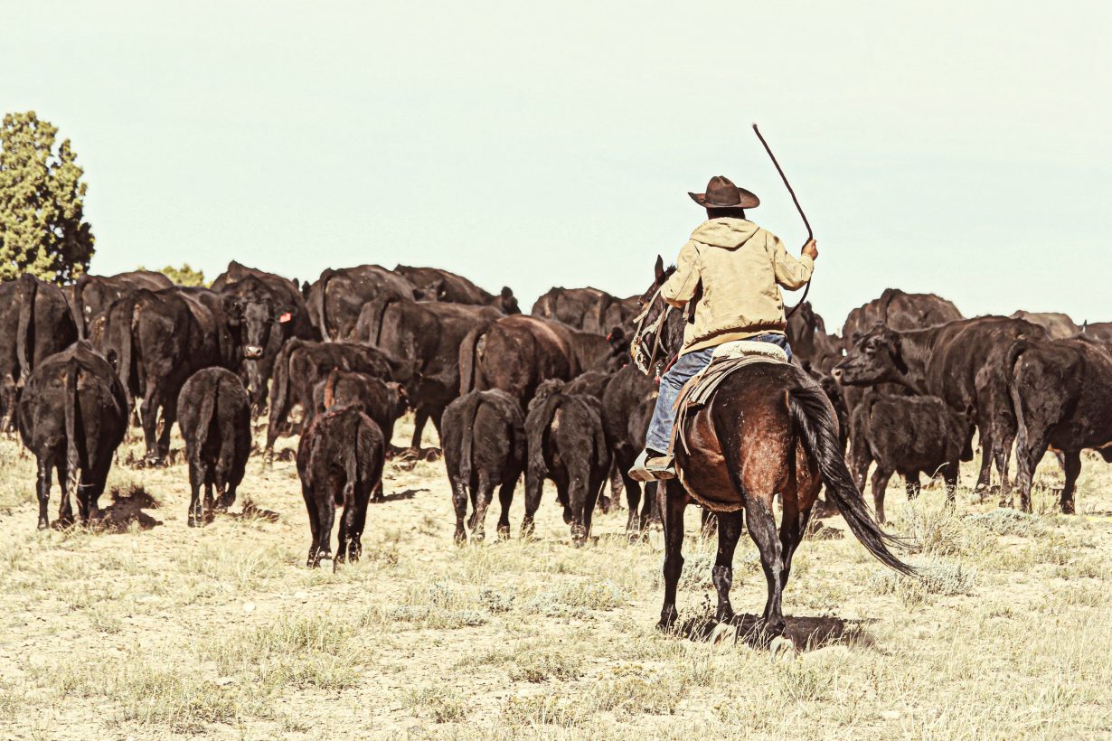 Beef Industry Outlook: CattleFax expert shares insight into what lies ...